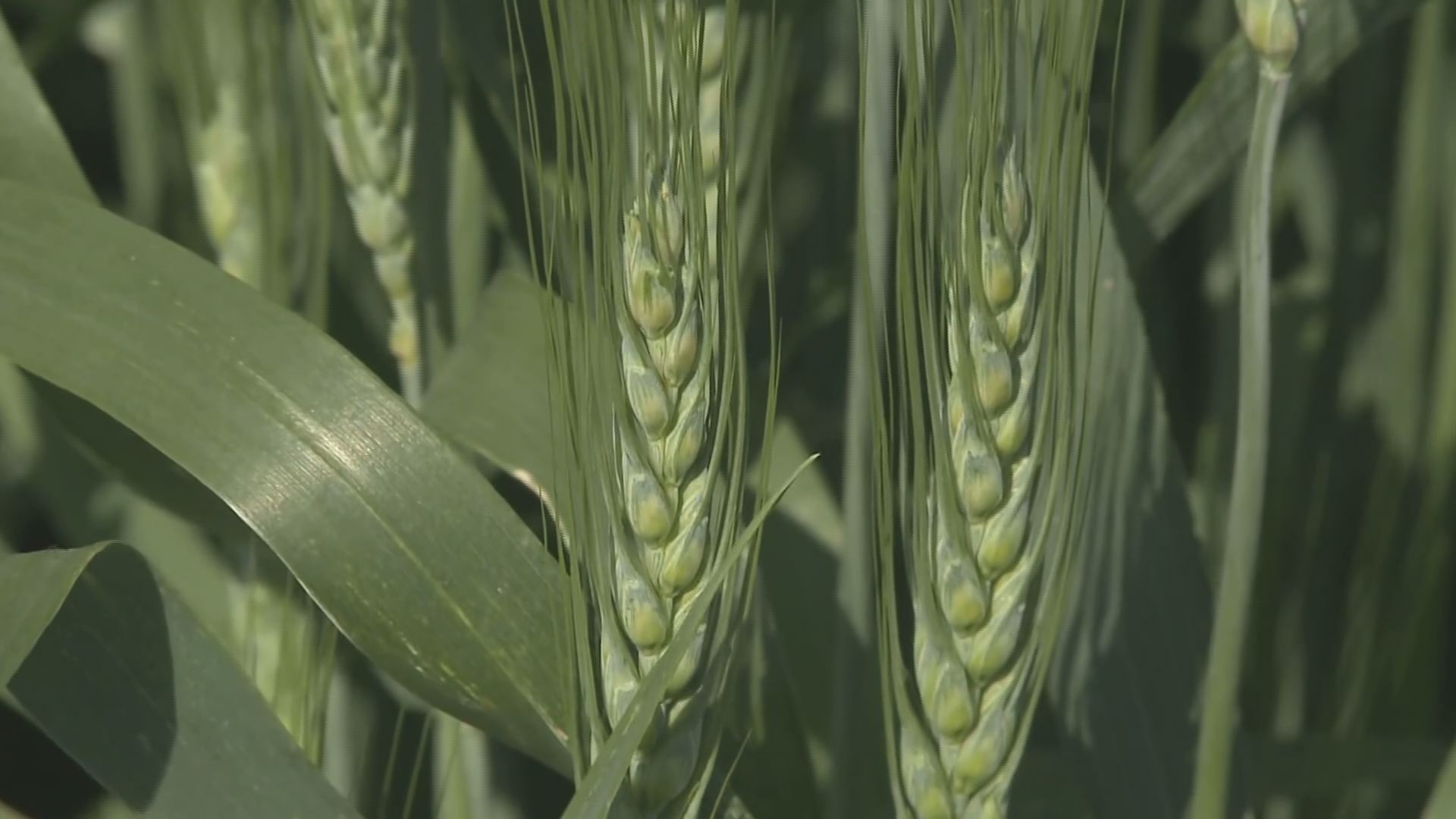 Proyecciones en baja para la producción de trigo en el País. - Cambio ...